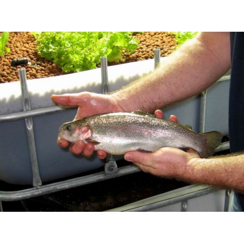 Skretting Fish Food - Spectra Floating 7mm x 2.5kg - Perth Aquaponics