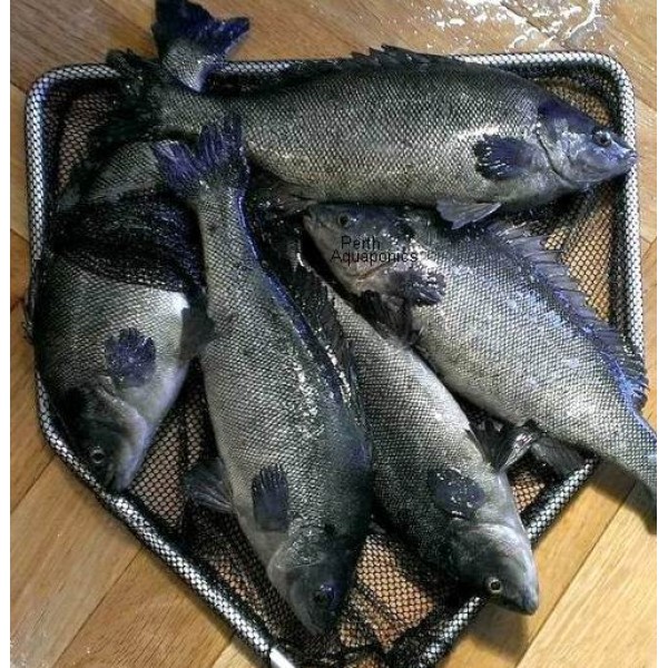 Gallery - Perth Aquaponics